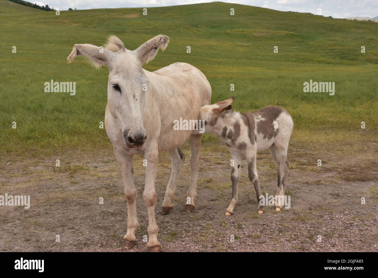 Sweet baby burro nursing from it's mother in a grass field Stock Photo ...