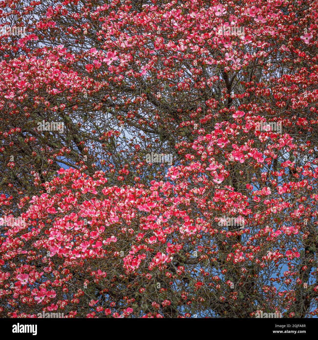 Dogwood tree in bloom hi-res stock photography and images - Alamy