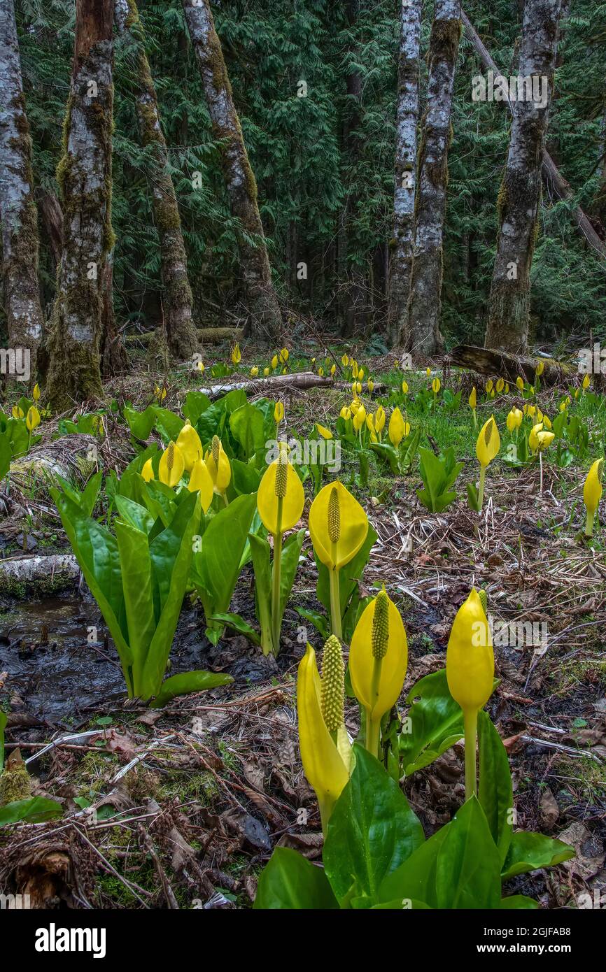 USA, Washington State. Skunk cabbage in forest clearing Stock Photo - Alamy