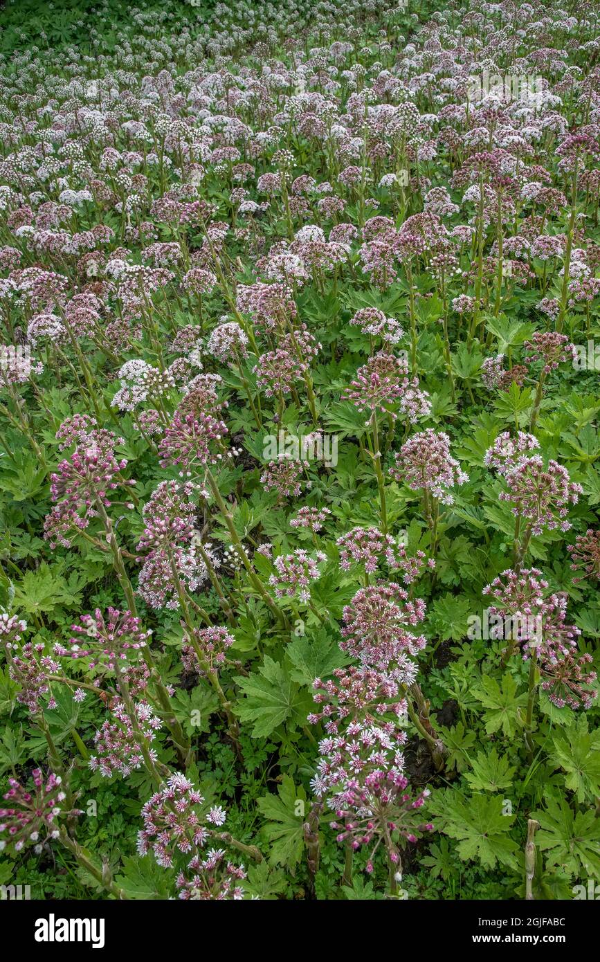 USA, Washington State. Field of palmate coltsfoot plants Stock Photo ...