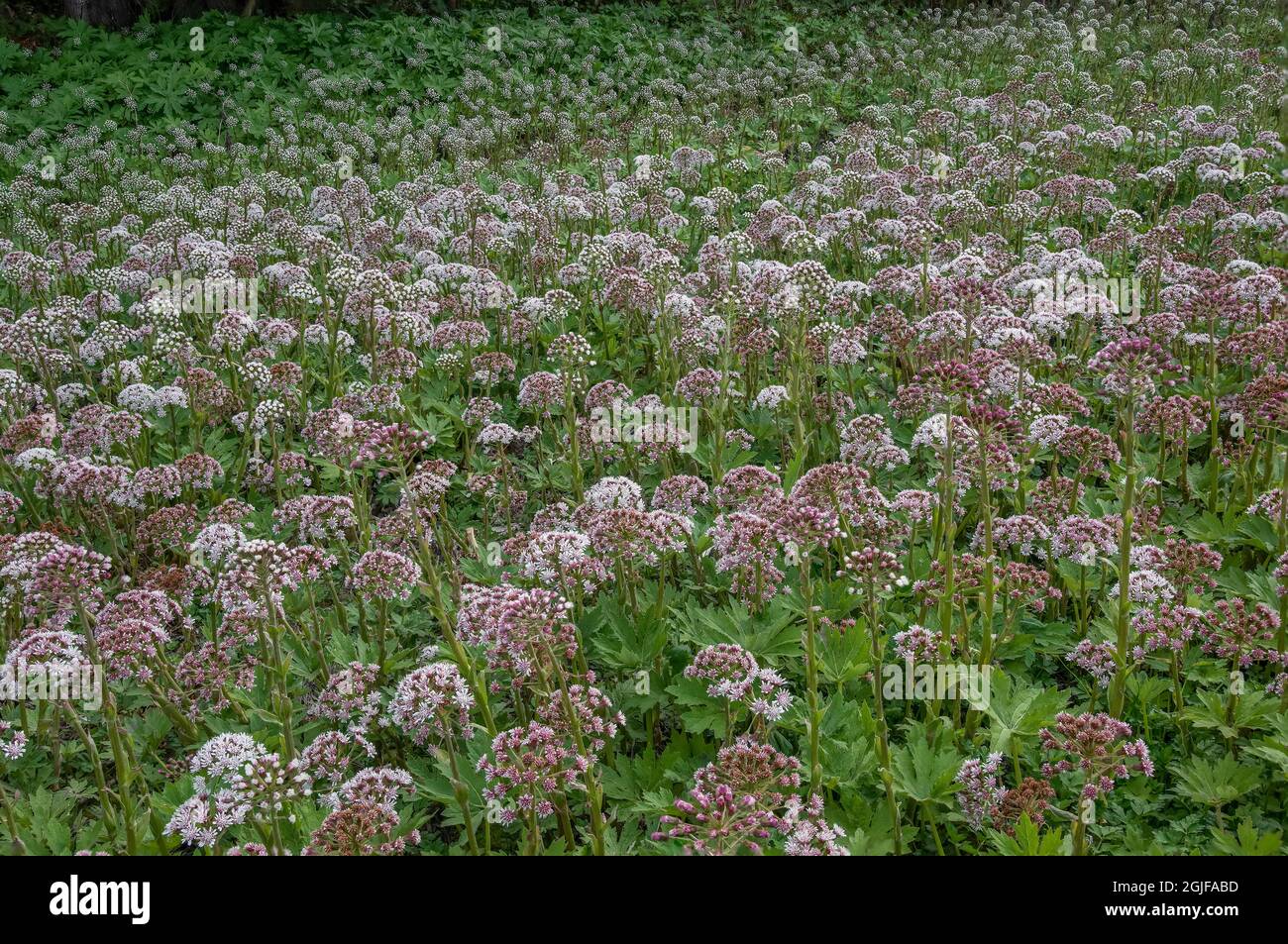 USA, Washington State. Field of palmate coltsfoot plants Stock Photo ...