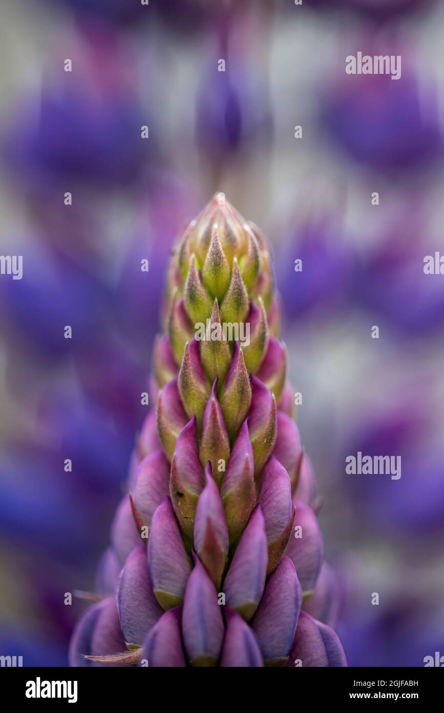 Usa washington state lupine hi-res stock photography and images - Alamy