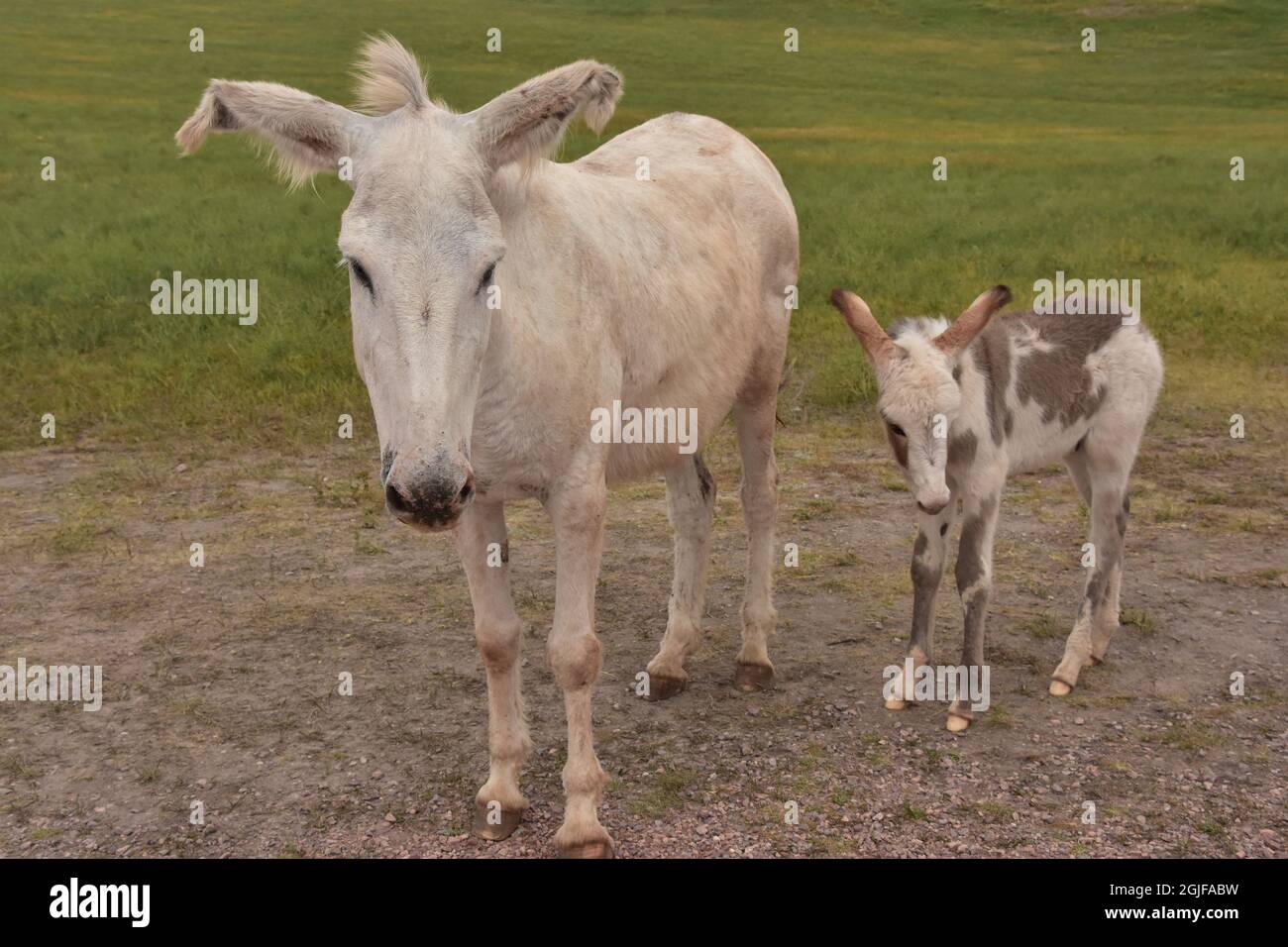 Spotted white and gray foal standing with her burro mother Stock Photo ...