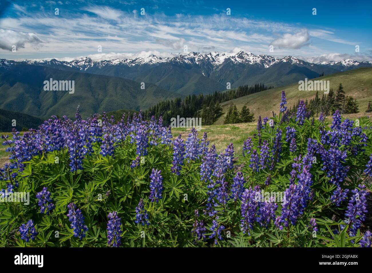 USA, Washington State, Olympic National Park. Lupine flowers in ...