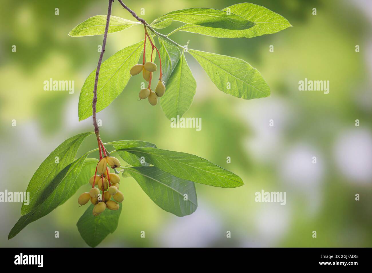 USA, Washington State, Seabeck. Indian plum tree berries and leaves in ...