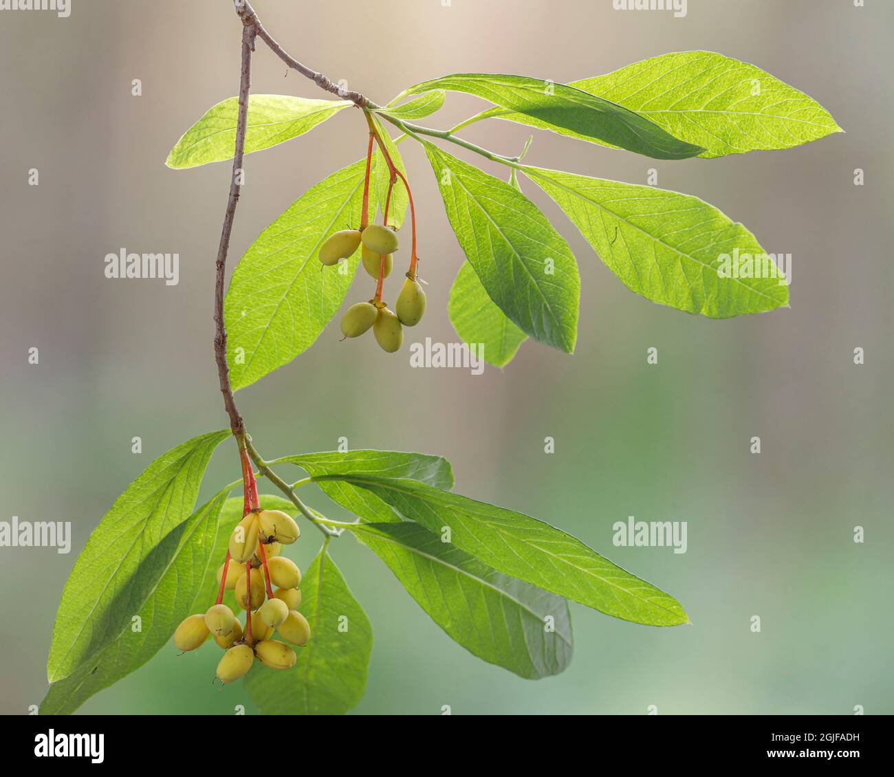 USA, Washington State, Seabeck. Indian plum tree berries and leaves in ...