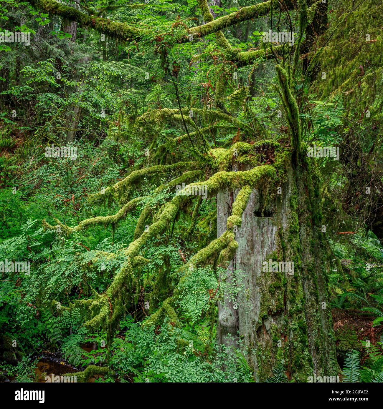 Huckleberry creek hi-res stock photography and images - Alamy