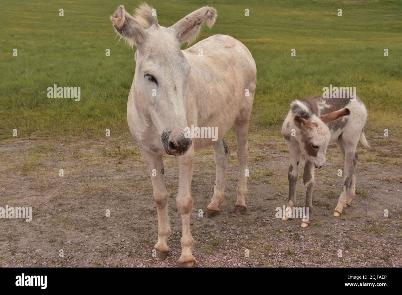 Sweet begging burros family in Custer State Park in South Dakota Stock ...