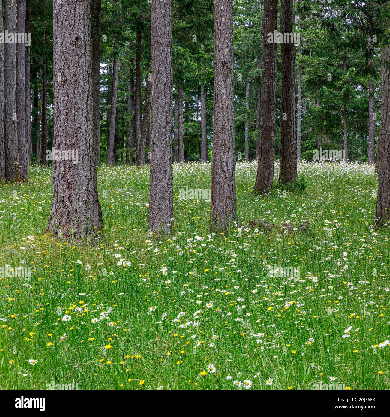 USA, Washington State, Seabeck. Conifer forest and oxeye daisy flowers ...