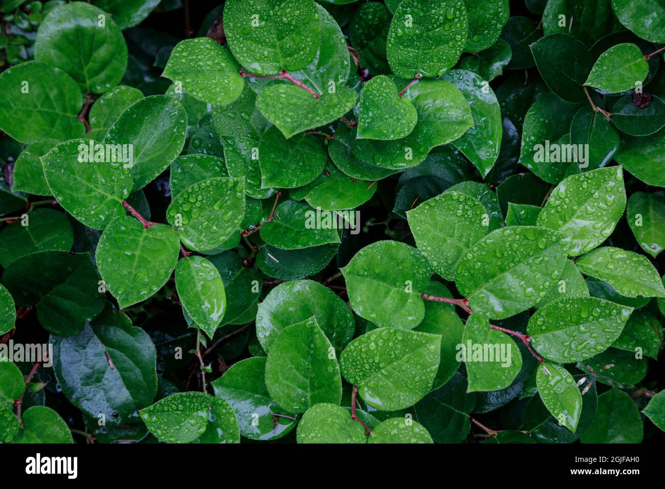 Salal Leaves High Resolution Stock Photography and Images - Alamy