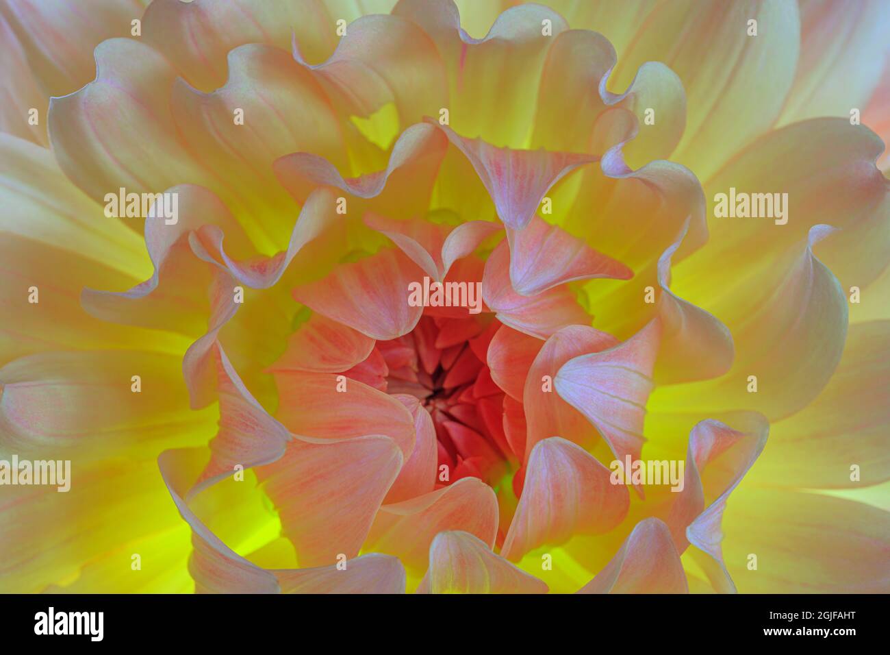 USA, Washington State, Seabeck. Dahlia blossom close-up Stock Photo - Alamy