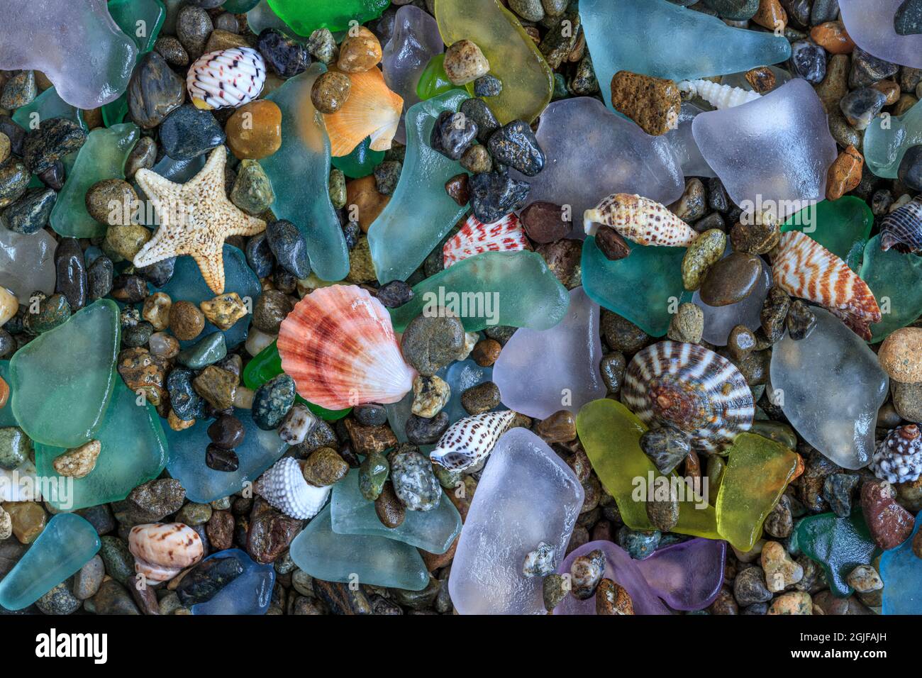 Beach shells usa hi-res stock photography and images - Alamy