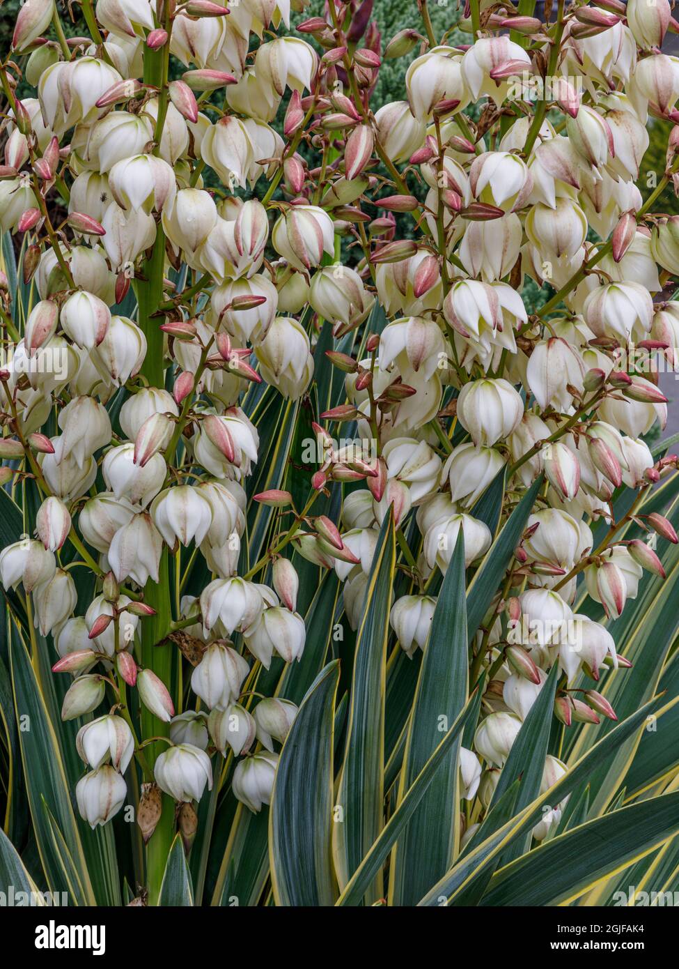 Yucca flower close up hi-res stock photography and images - Alamy