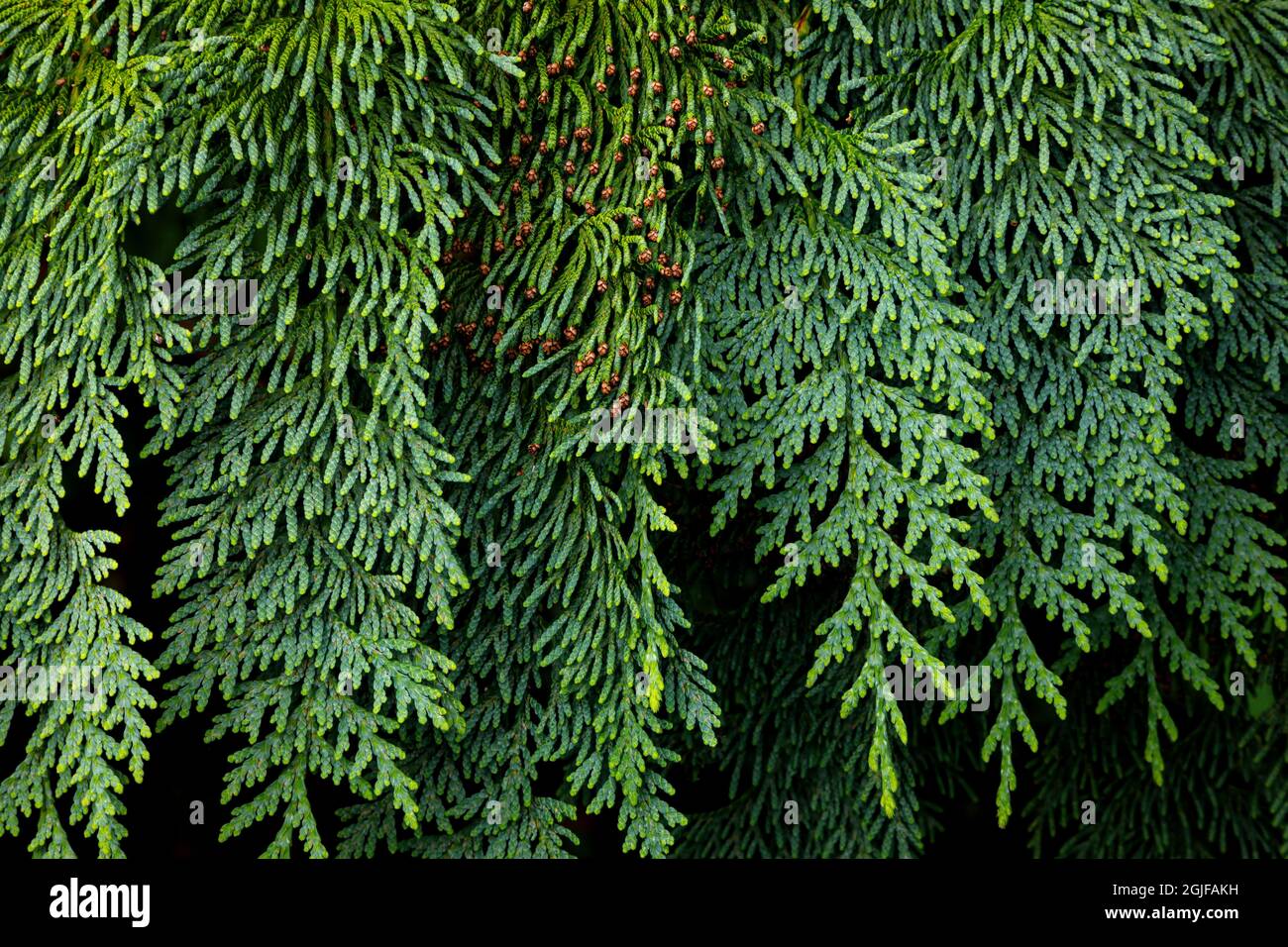 USA, Washington State, Seabeck. Western red cedar bough close-up Stock ...