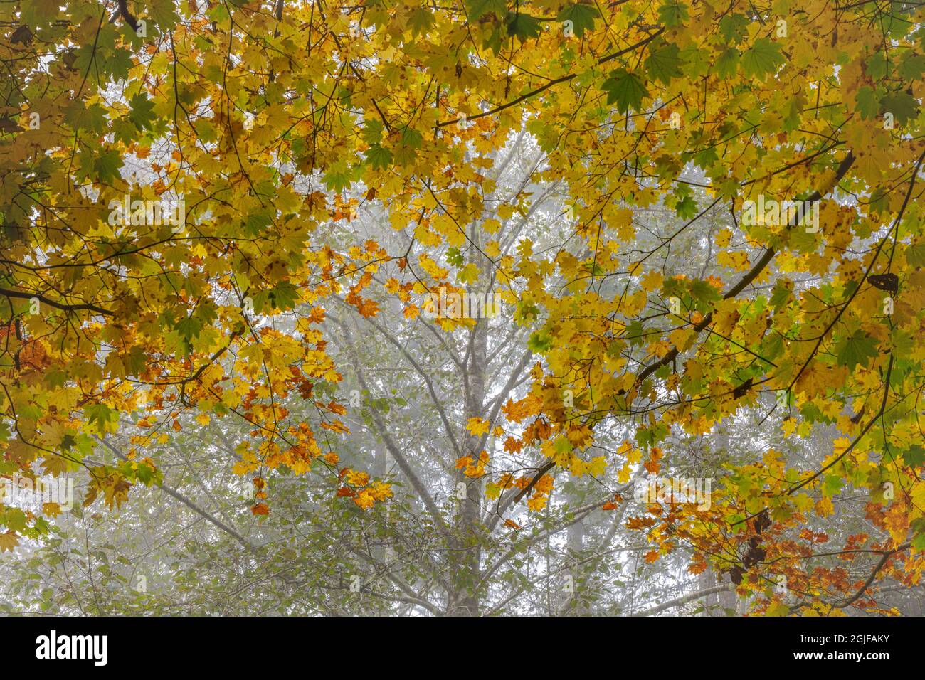 USA, Washington State, Nick's Lagoon County Park. Vine maple foliage ...