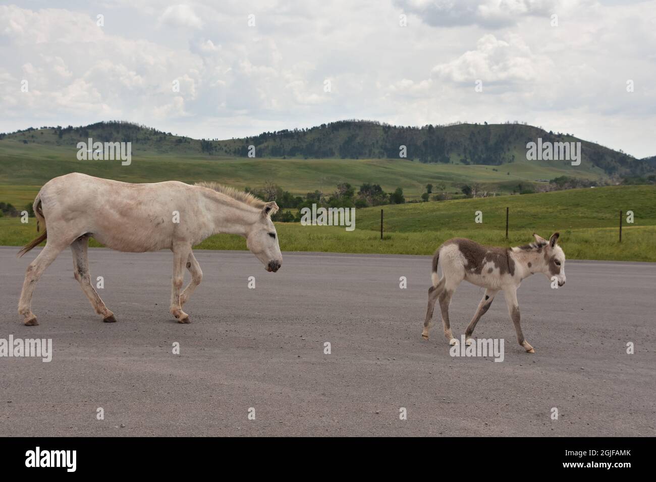 Sweet spotted gray and white burro foal with it's mother walking along ...