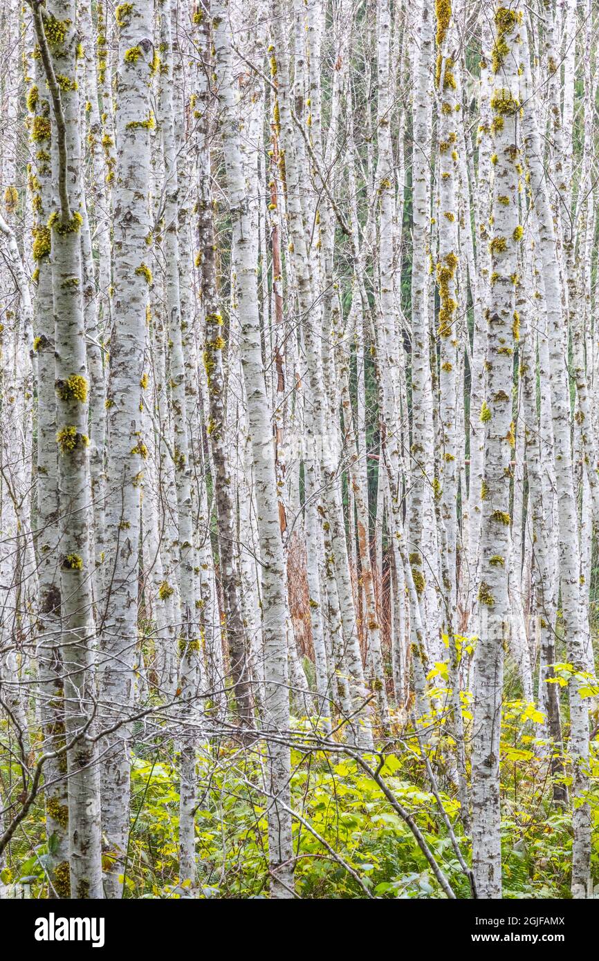 Alder grove hi-res stock photography and images - Alamy