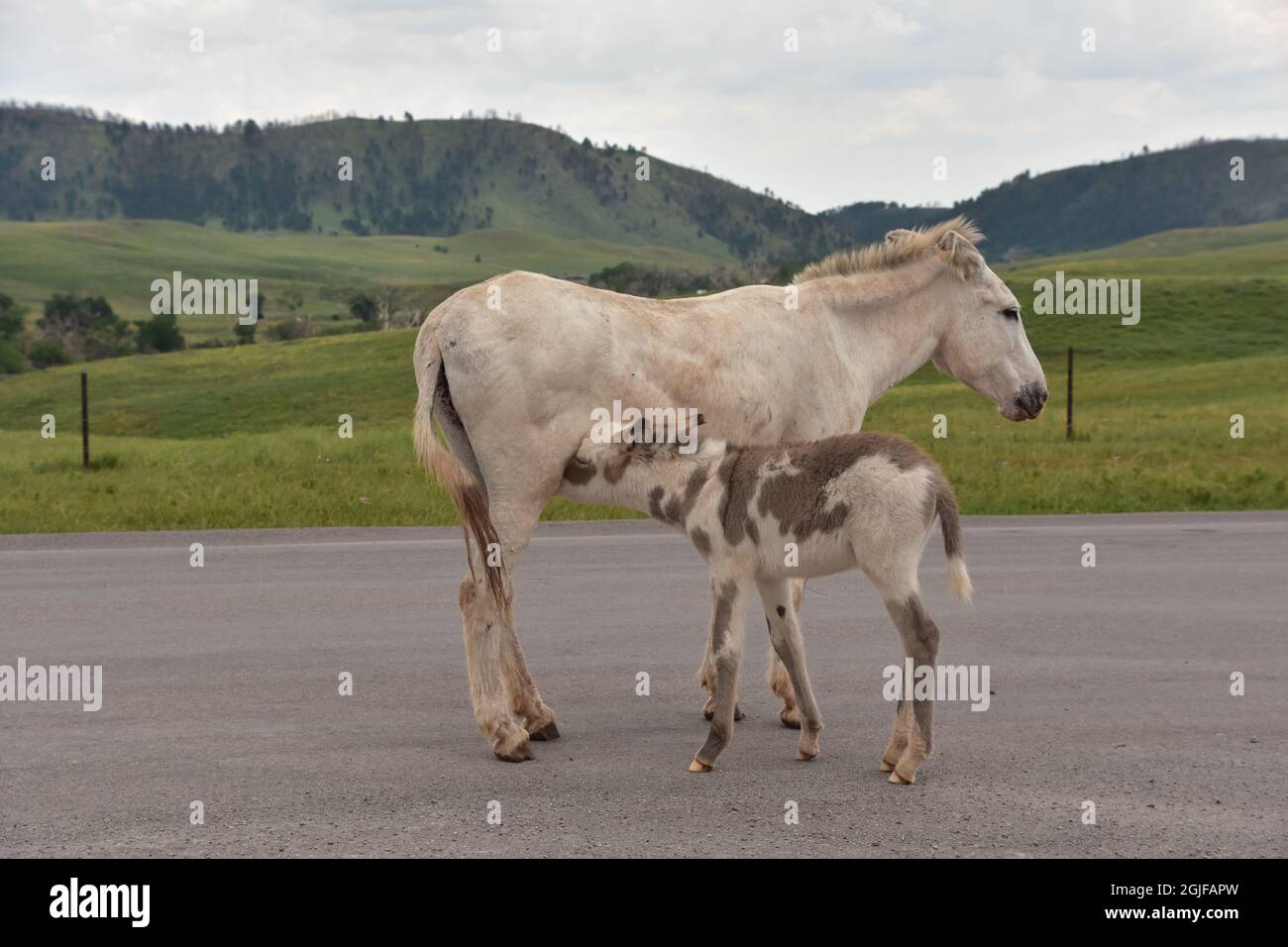 Sweet wild burro mother and baby nursing in Custer State Park Stock ...