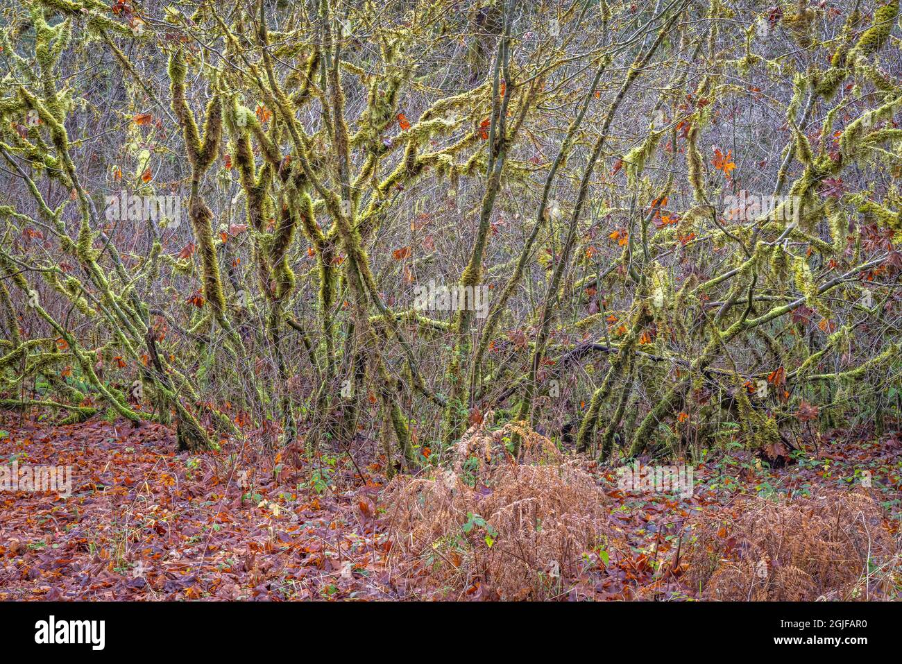 Vine maple trees hi-res stock photography and images - Alamy