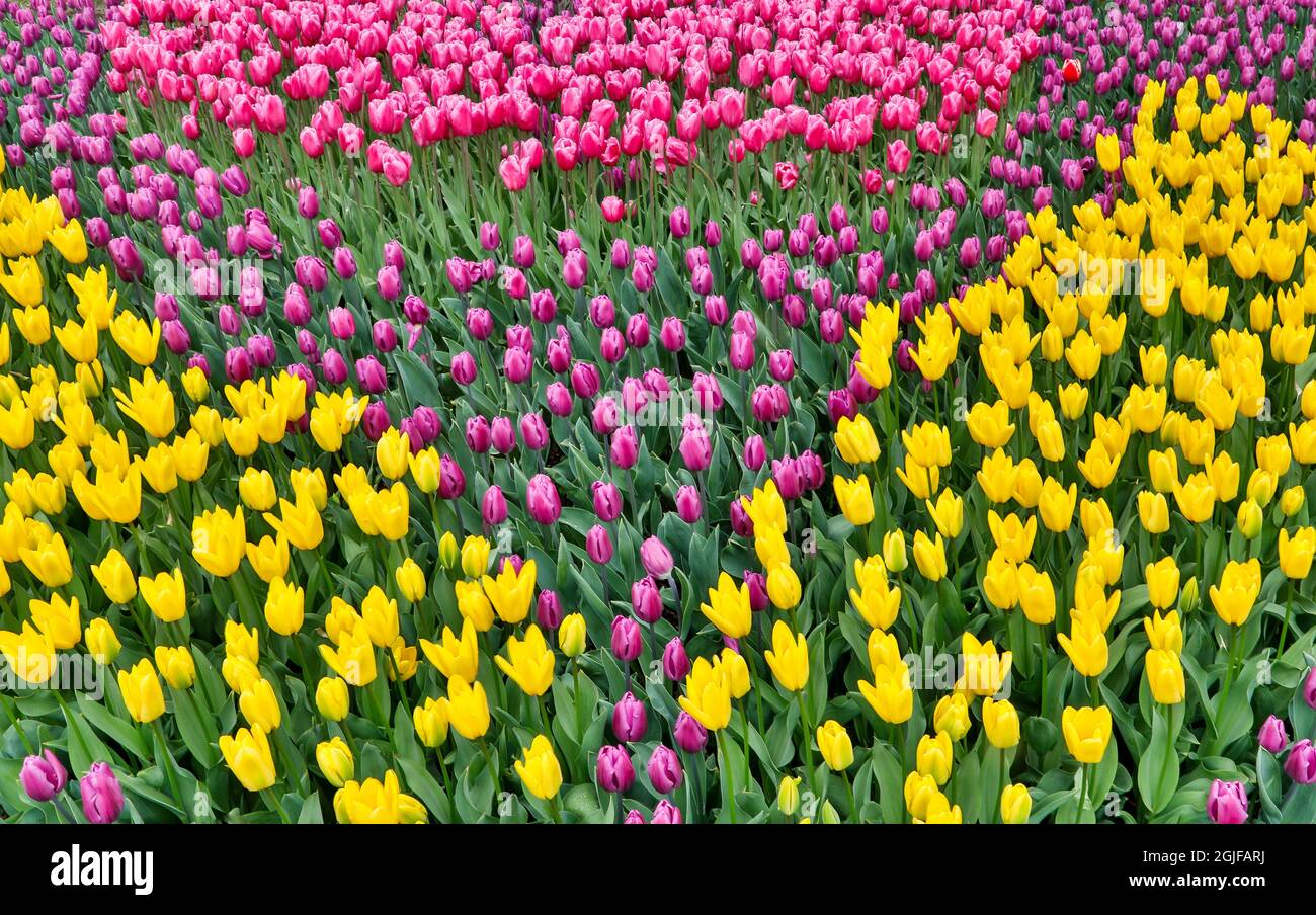 Spring tulip garden in full bloom, Skagit Valley, Washington State ...