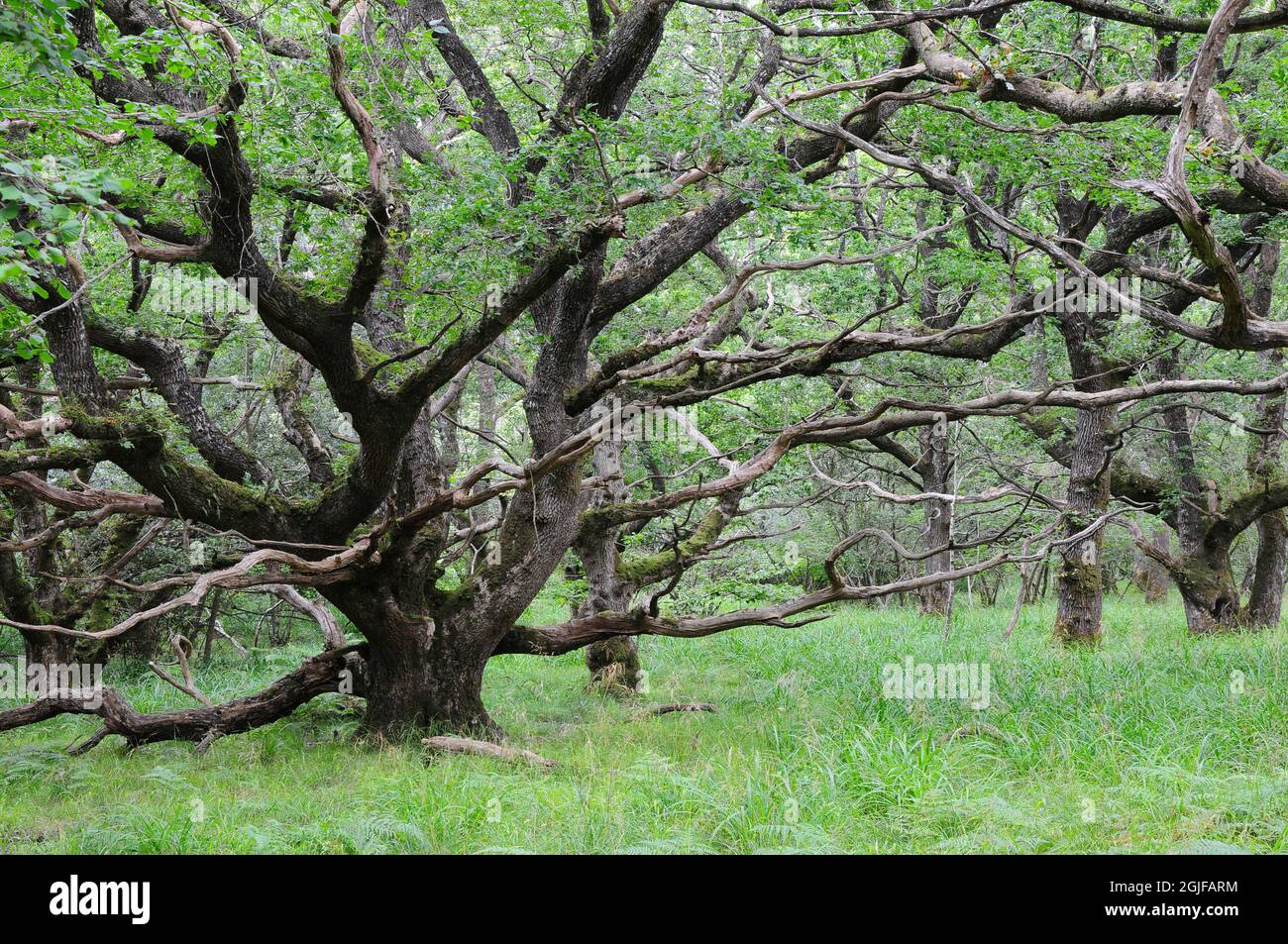 Ancient woodland at Powerstock Common, Dorset Wildlife Trust nature ...