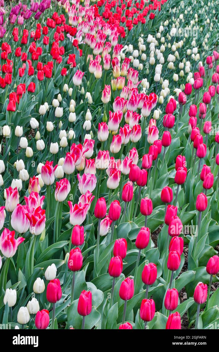 Spring tulip garden in full bloom, Skagit Valley, Washington State ...