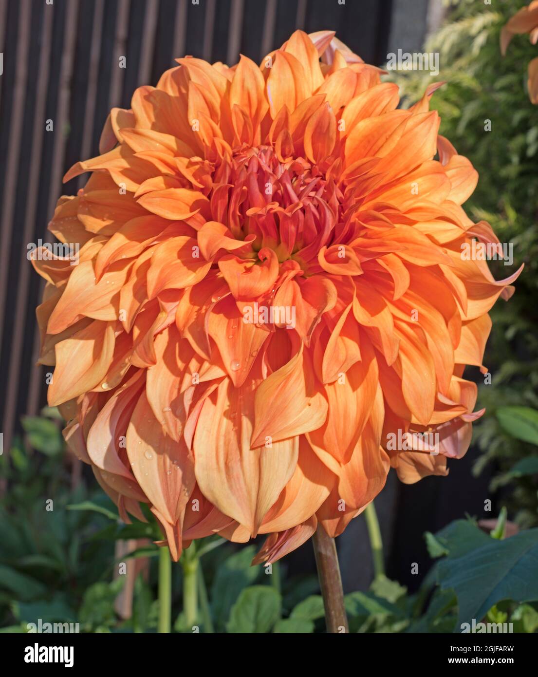 Decorative dahlia display hi-res stock photography and images - Alamy