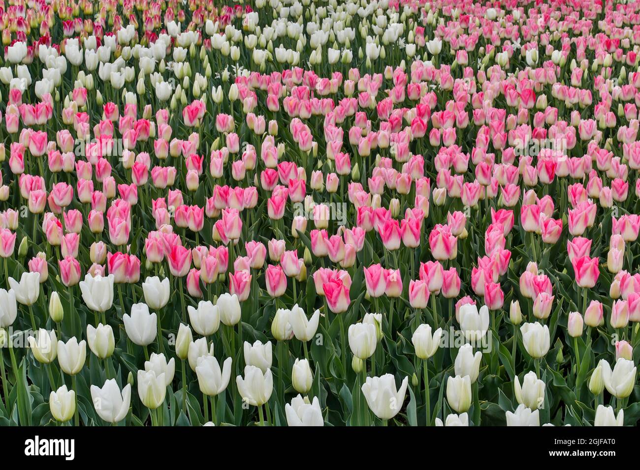Spring tulip garden in full bloom, Skagit Valley, Washington State ...