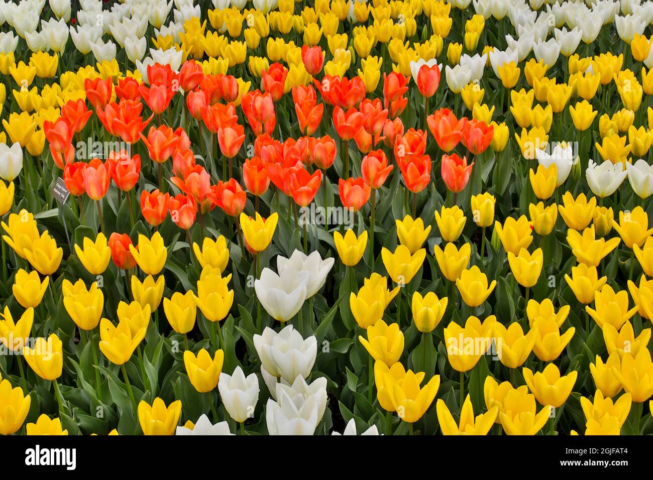 Spring tulip garden in full bloom, Skagit Valley, Washington State ...