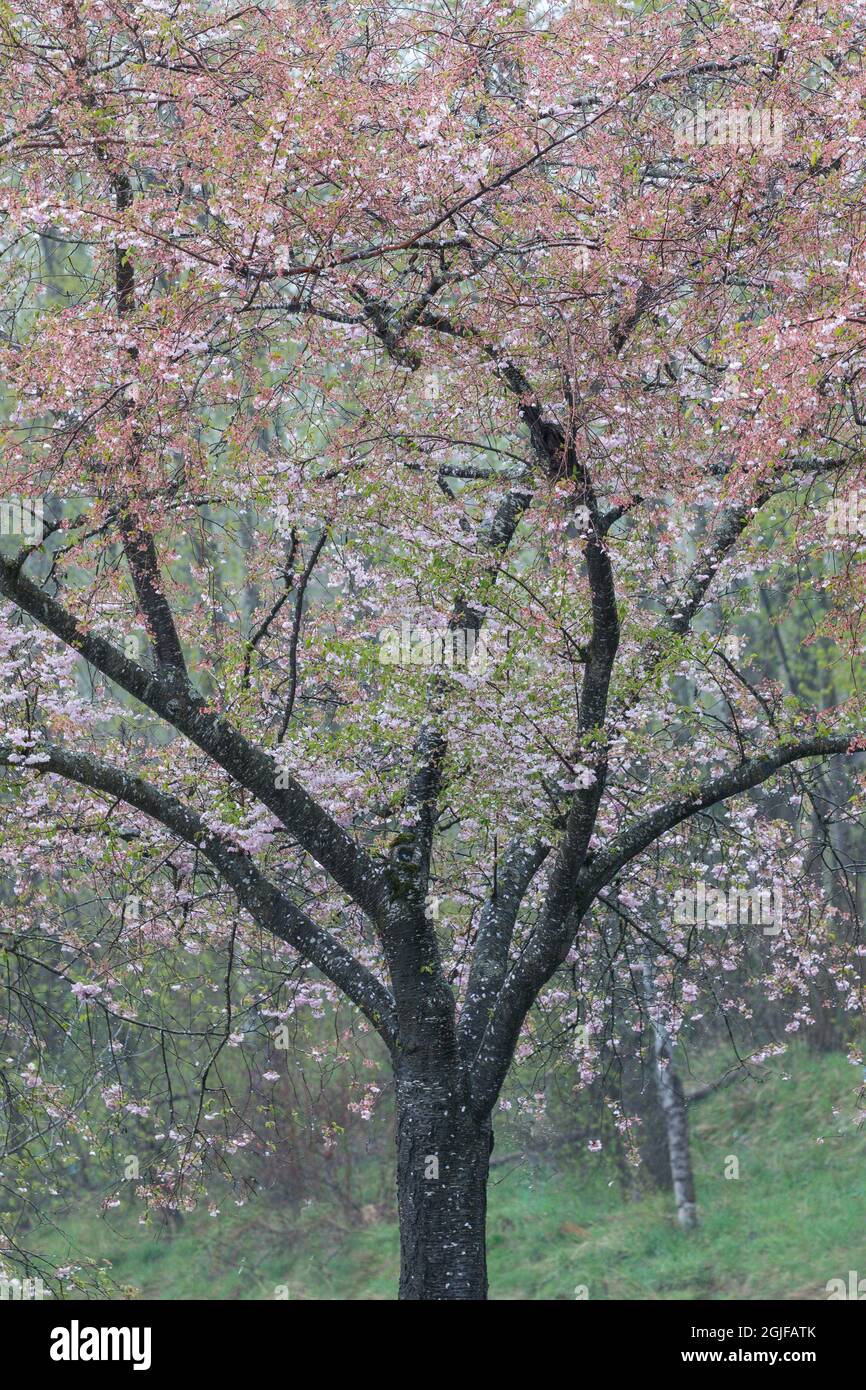 Cherry trees blooming during spring. Snoqualmie River, Fall City ...