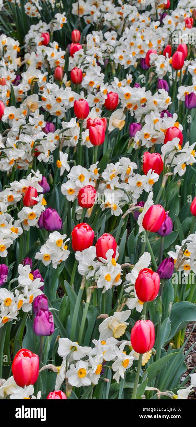 Spring tulip garden in full bloom along with daffodils, Skagit Valley ...
