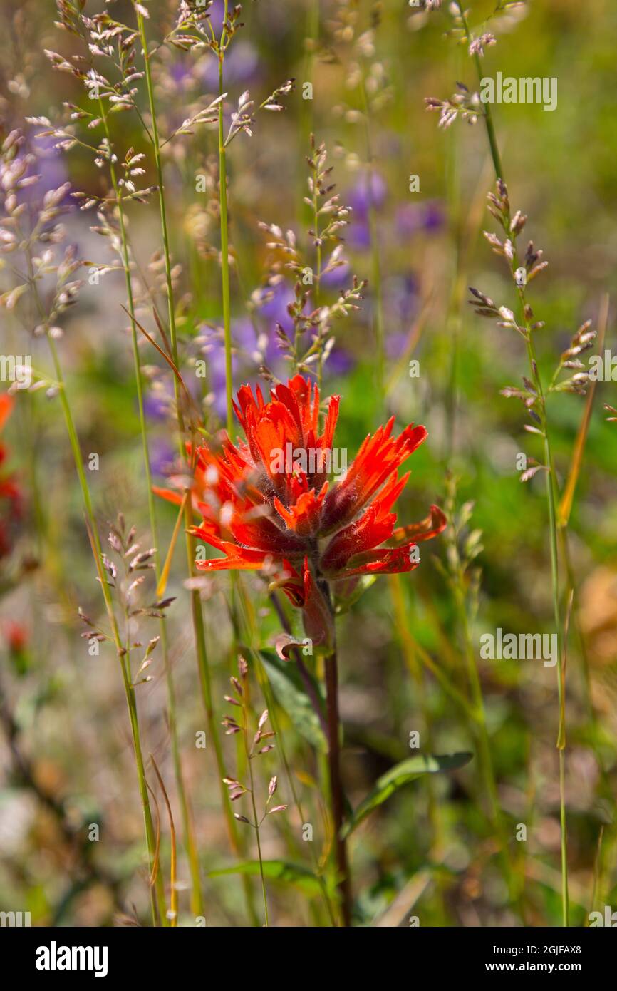 Prairie fire wildflower not texas hi-res stock photography and images ...