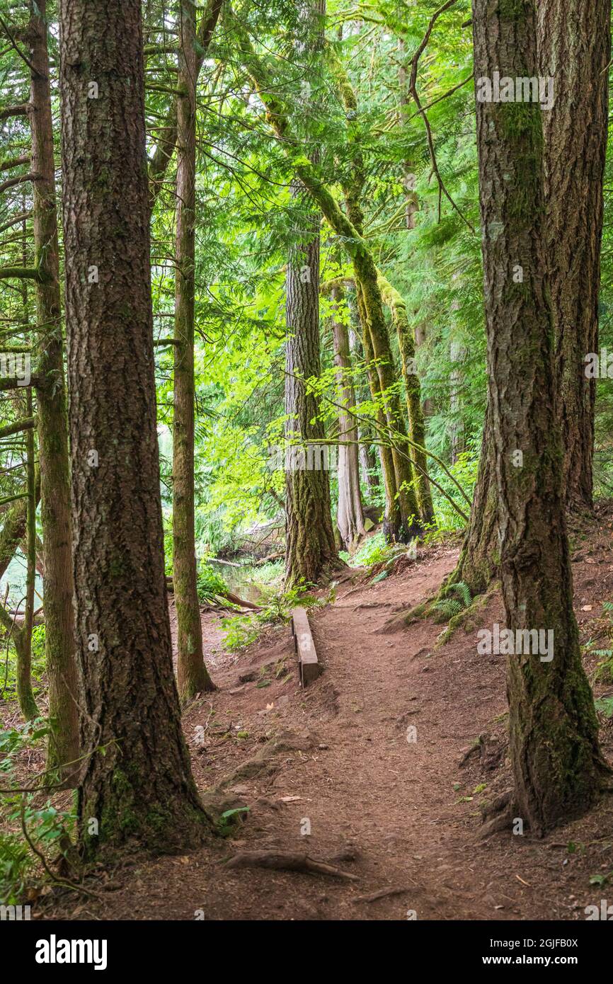 USA, Washington State, Battle Ground Lake State Park. Hiking trail ...