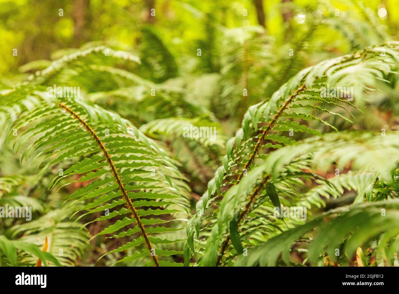 USA, Washington State, Battle Ground Lake State Park. Ferns in the ...