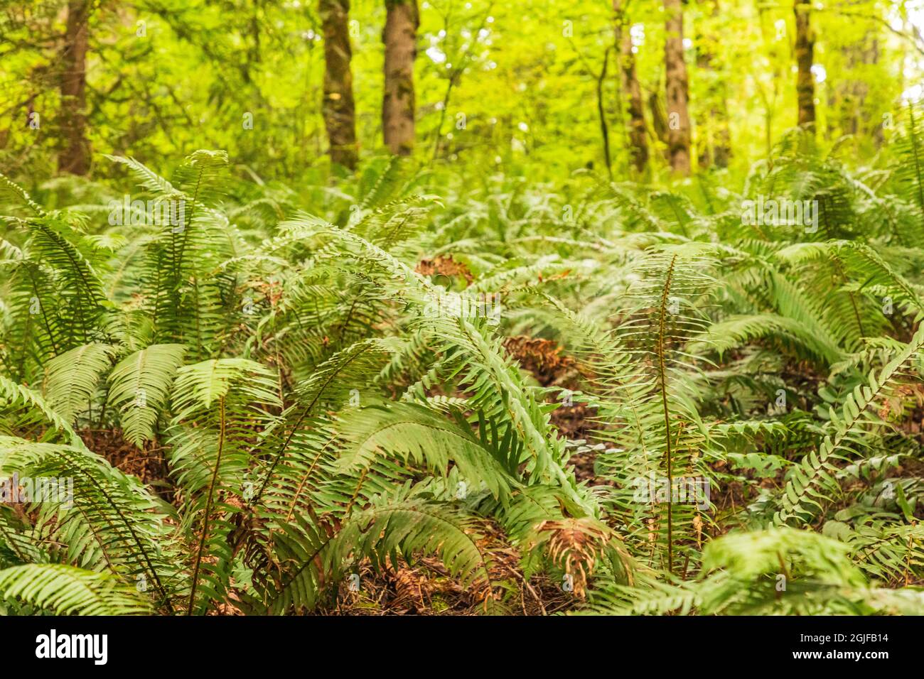 USA, Washington State, Battle Ground Lake State Park. Ferns in the ...