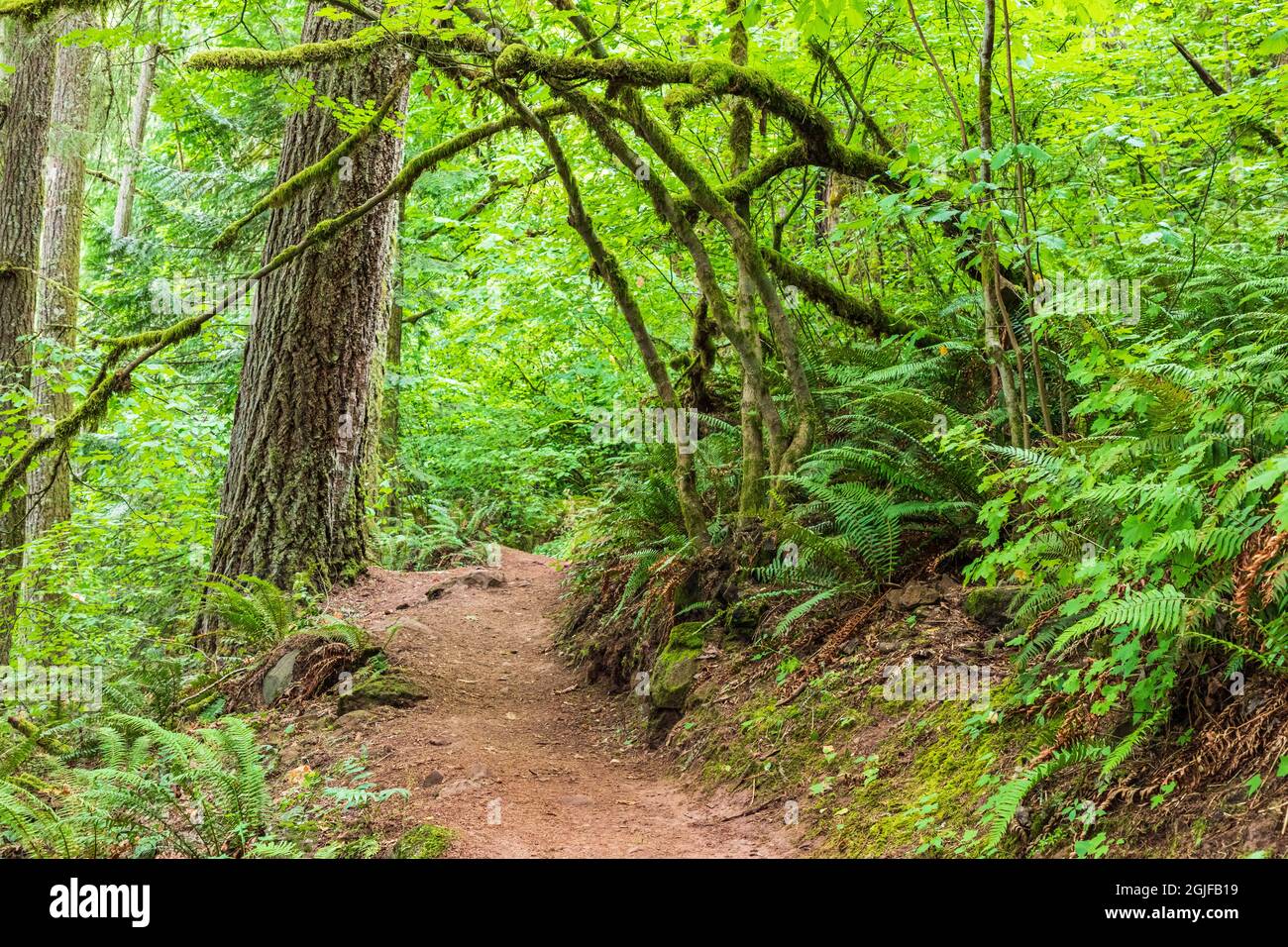 USA, Washington State, Battle Ground Lake State Park. Hiking trail ...