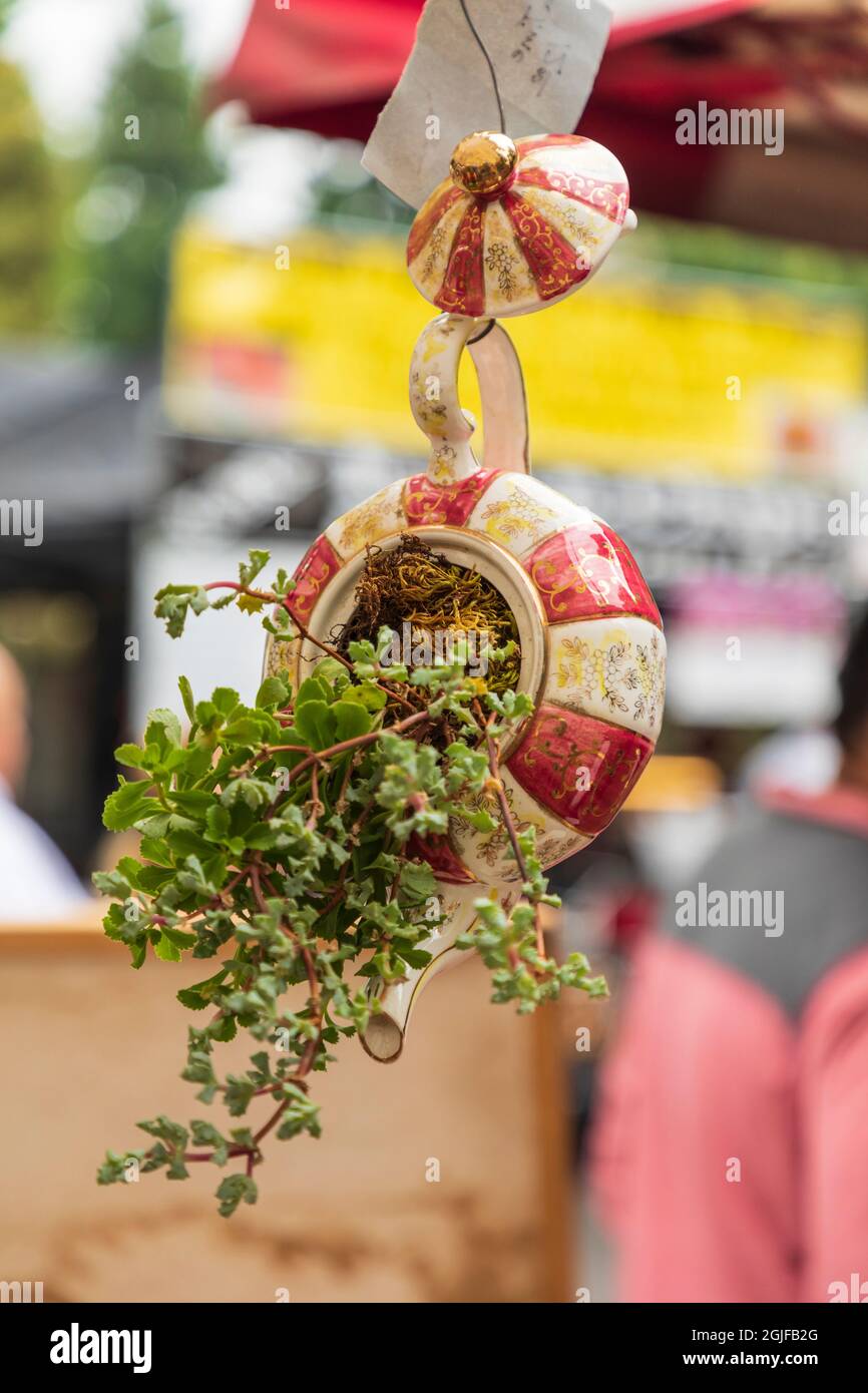 USA, Washington State, Vancouver. Hanging plant in an old teapot at a ...
