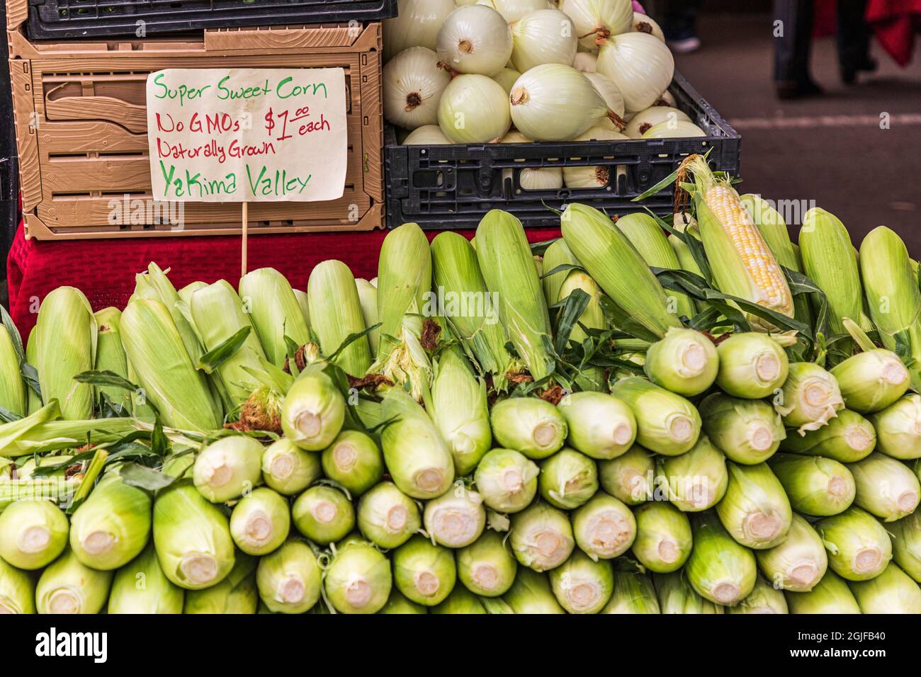 USA, Washington State, Vancouver. Fresh corn on the cob for sale at a ...