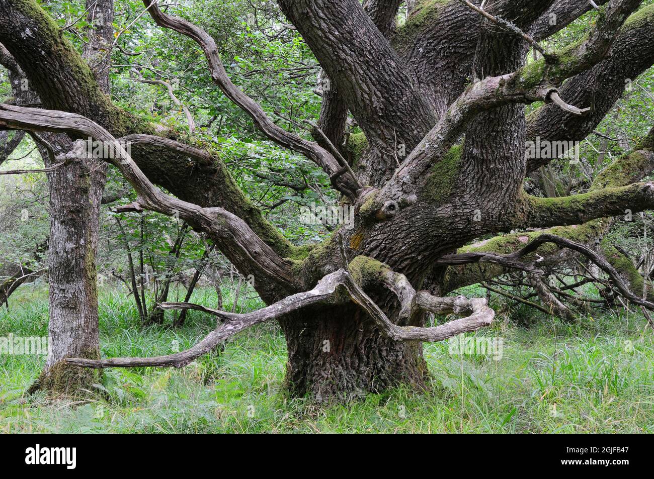 Ancient woodland at Powerstock Common, Dorset Wildlife Trust nature ...