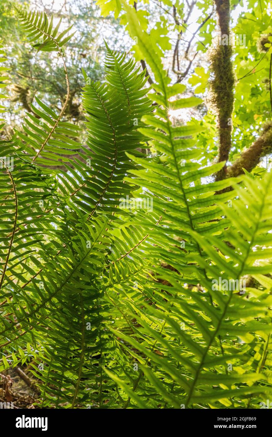 USA, Washington State, Woodland. Ferns in a forest in southwestern ...