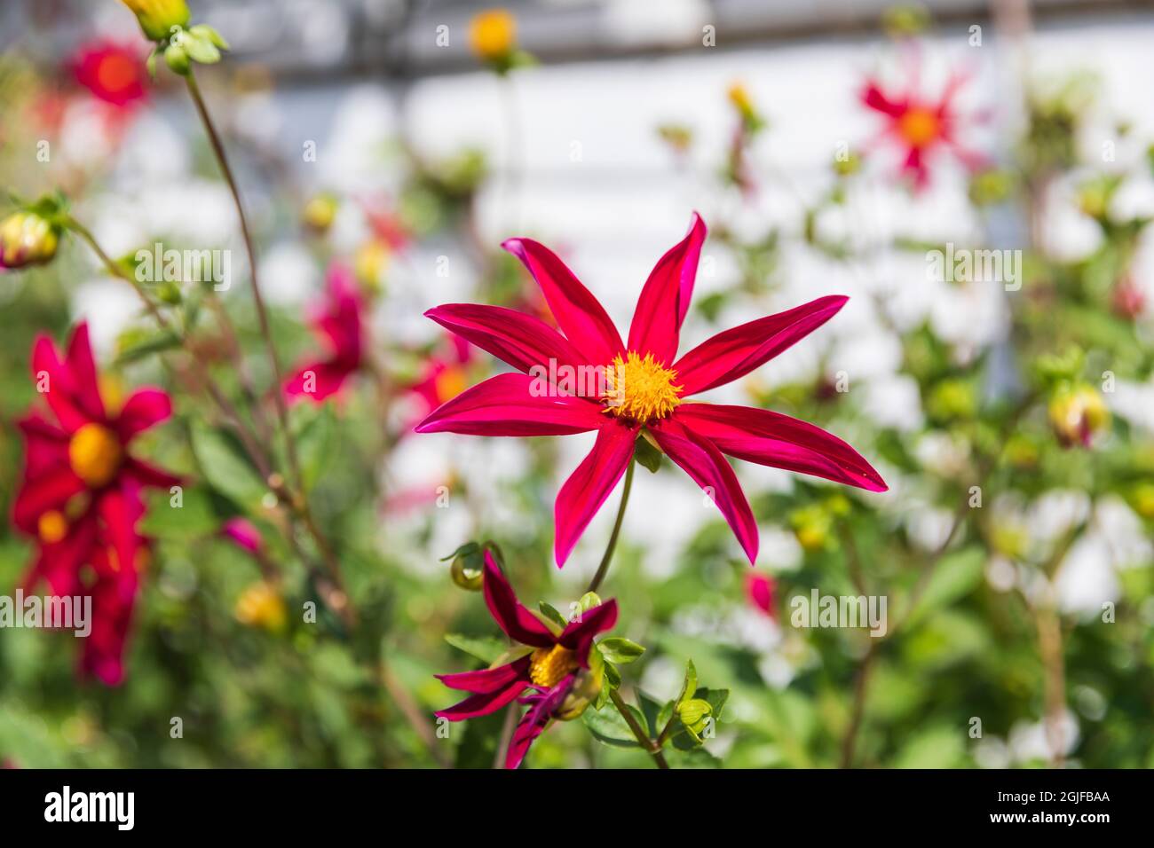 USA, Washington State, Fort Vancouver National Historic Site. Flowers ...