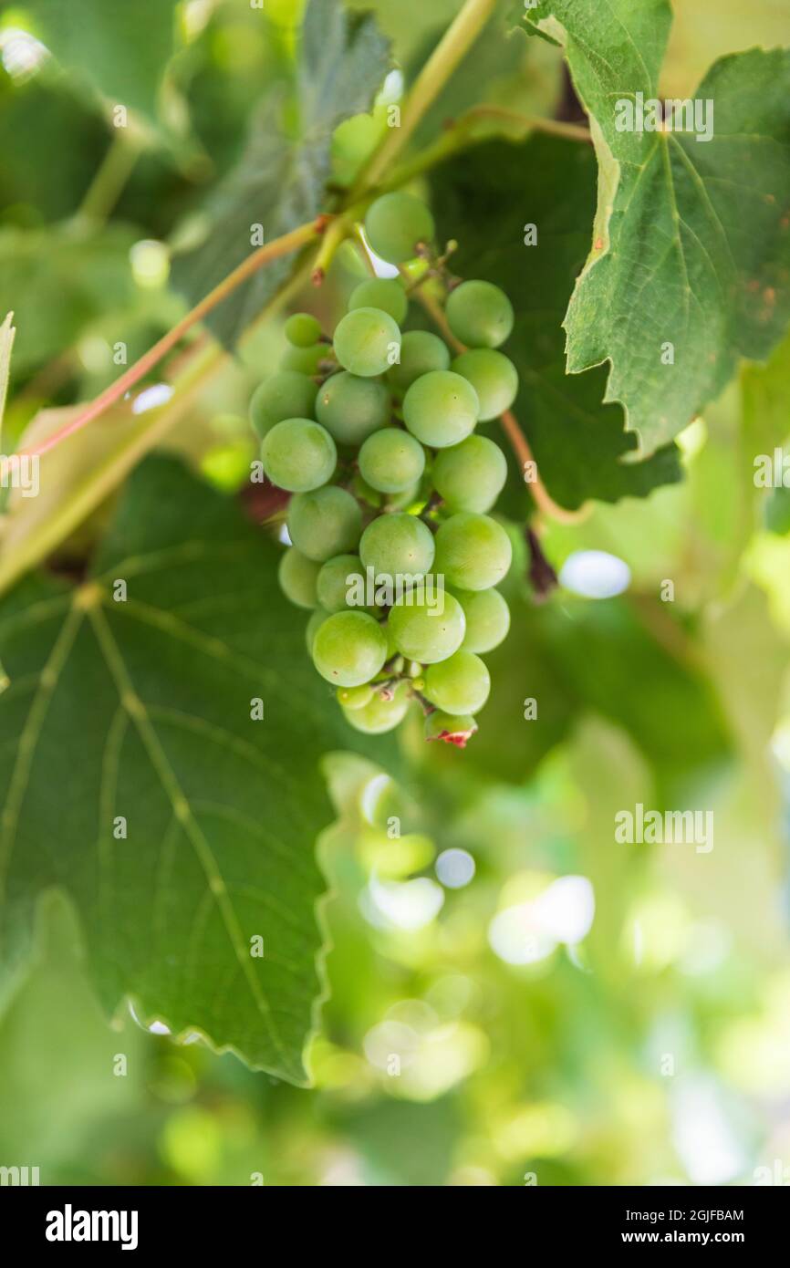 USA, Washington State, Fort Vancouver National Historic Site. Grapes in ...