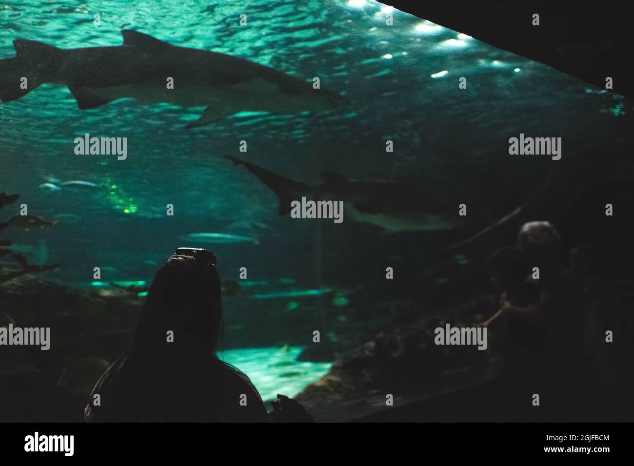 Scenic view of people staring at sharks swimming in a big aquarium ...