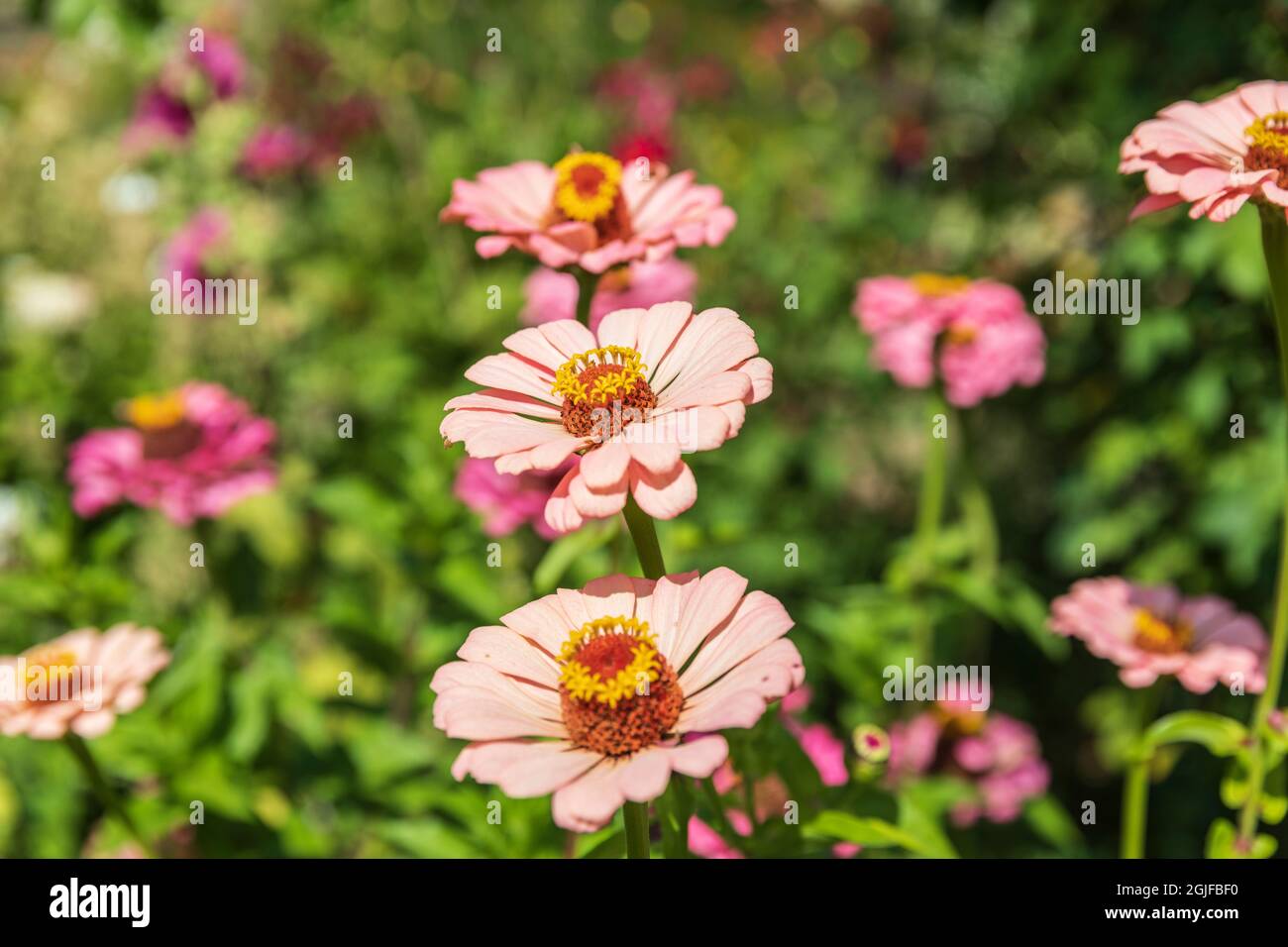 USA, Washington State, Fort Vancouver National Historic Site. Flowers ...