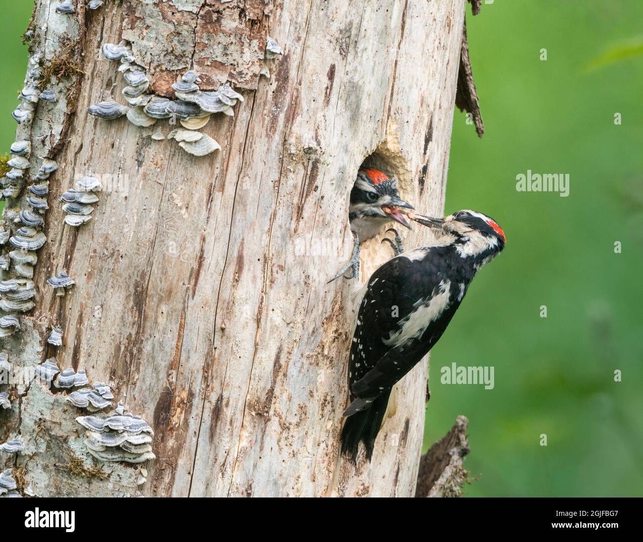 Downy Woodpecker Chicks