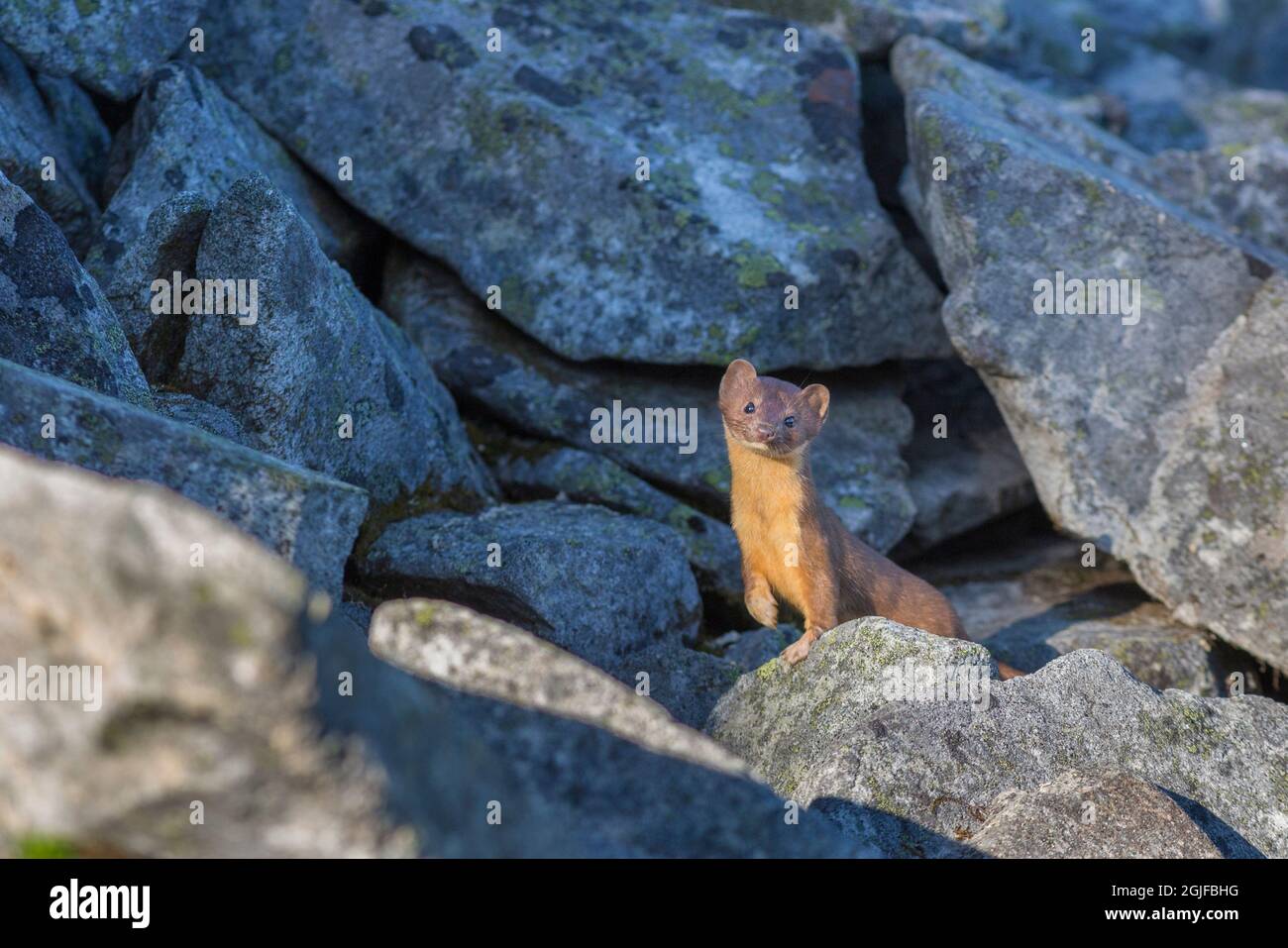 Hunting weasel hi-res stock photography and images - Alamy