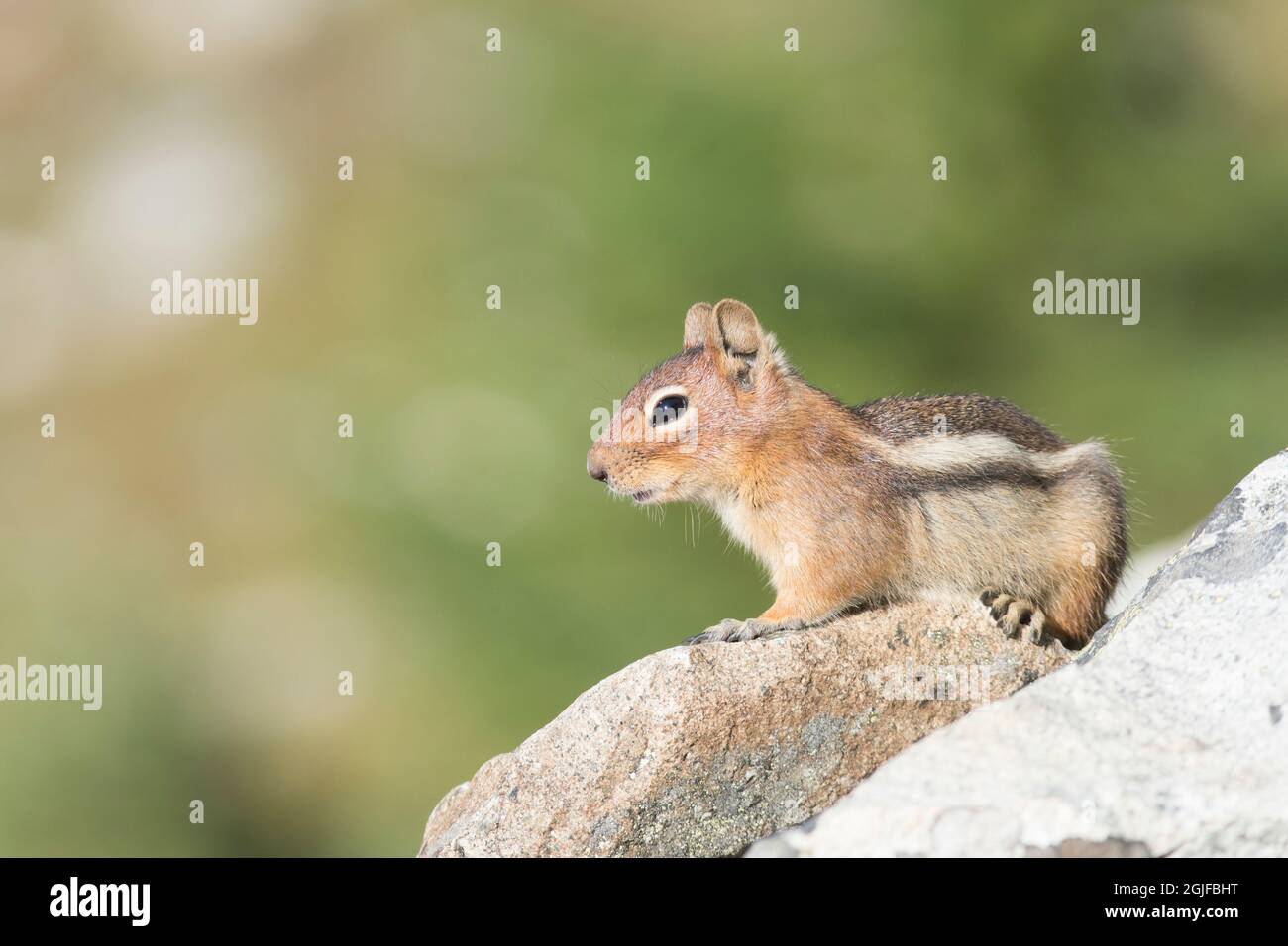 USA. Mt. Rainier National Park. Golden-mantled ground squirrel ...