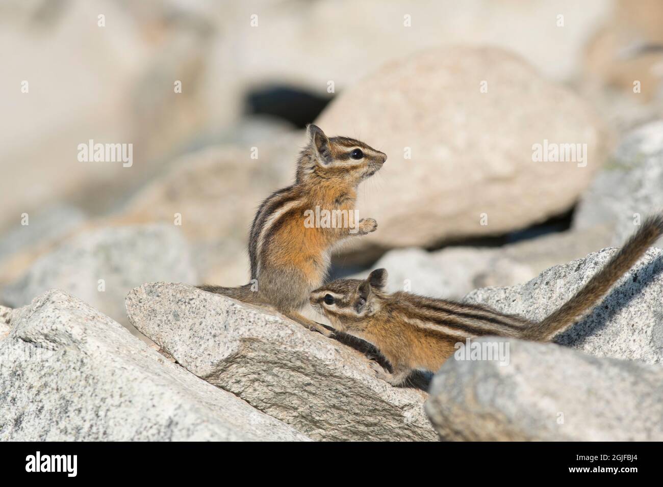 USA. Mt. Rainier National Park. Least Chipmunks (Neotamias minimus ...