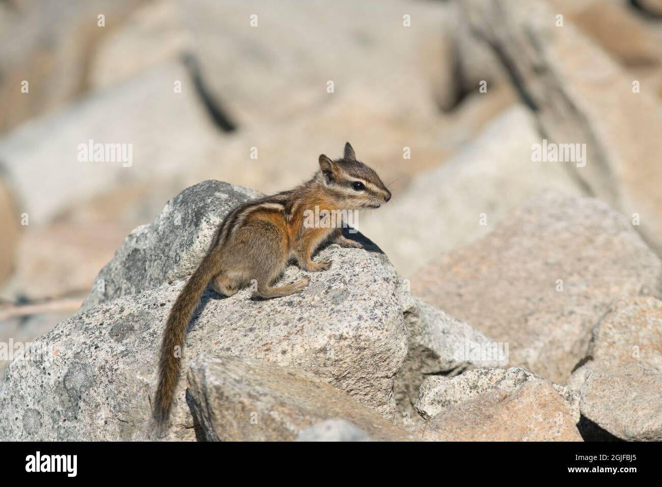 USA. Mt. Rainier National Park. Least Chipmunks (Neotamias minimus ...