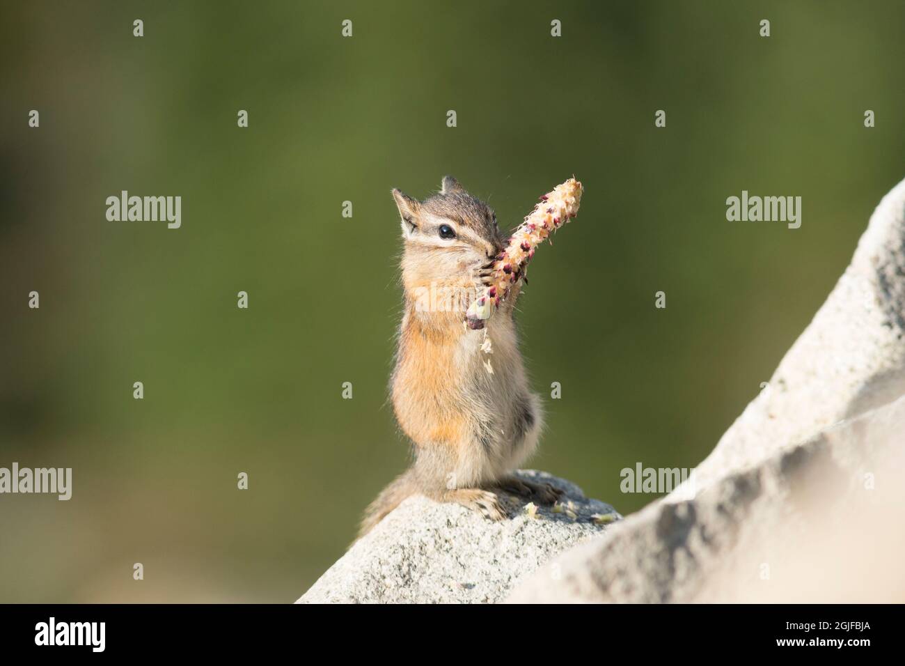 USA. Mt. Rainier National Park. Least Chipmunks (Neotamias minimus ...